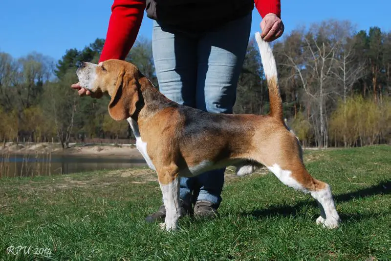 Beagle