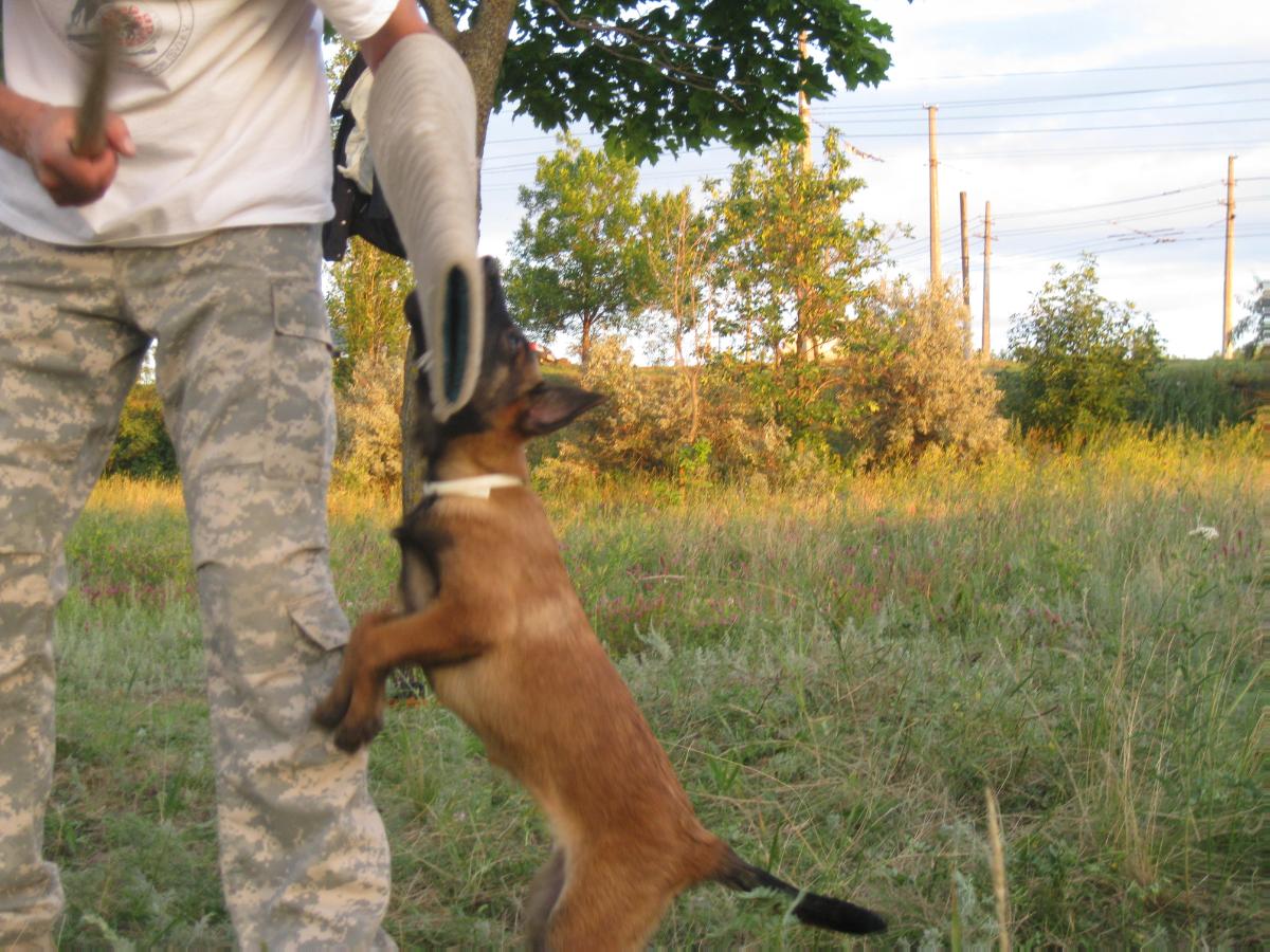 Belgian Malinois