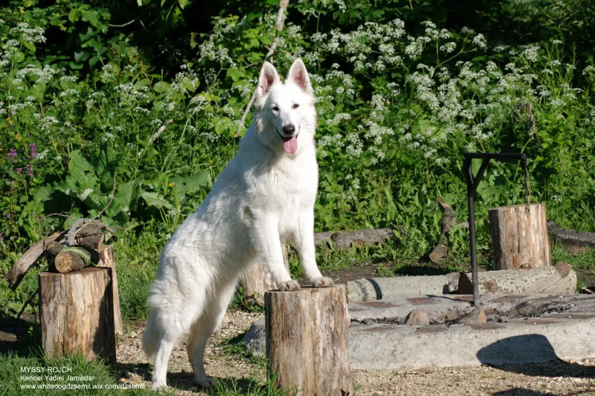 White Shepherd