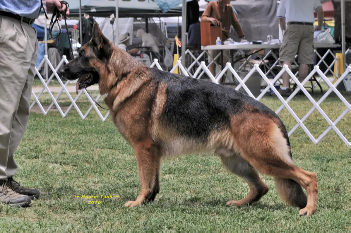 German Shepherd Dog