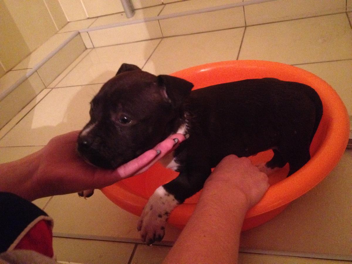 American Staffordshire Terrier