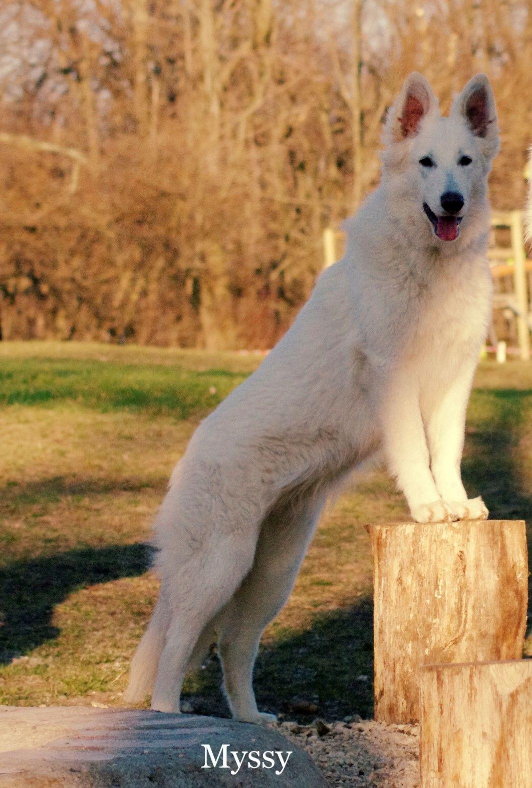 White Shepherd