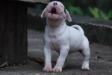 American Bulldog