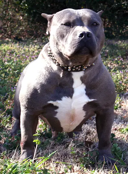 Ultimate Blue Pitbulls' Harley