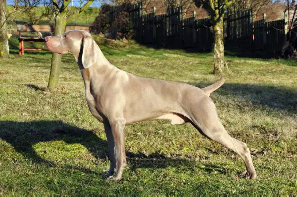 Weimaraner