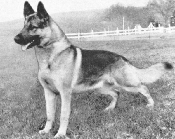 German Shepherd Dog