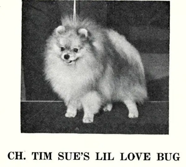Pomeranian