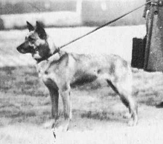 Belgian Malinois