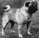 Pug