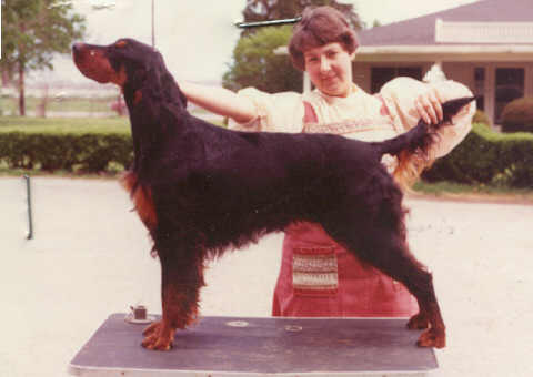 Gordon Setter