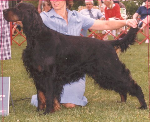 Gordon Setter