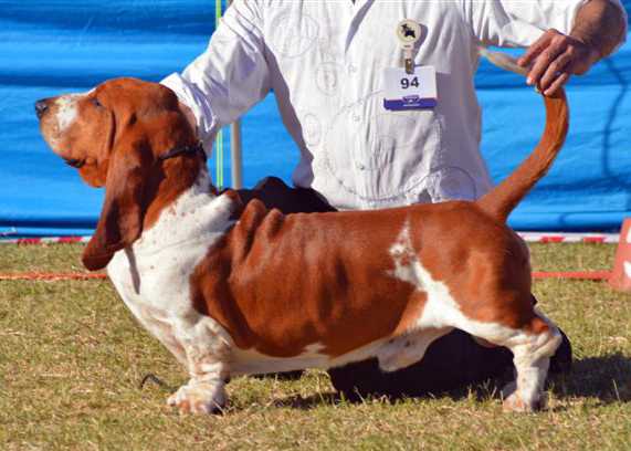 Basset Hound