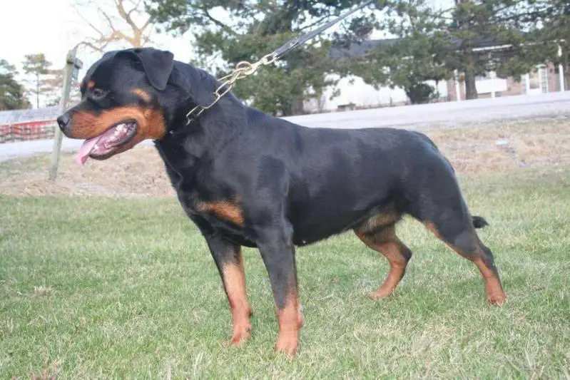 Rottweiler