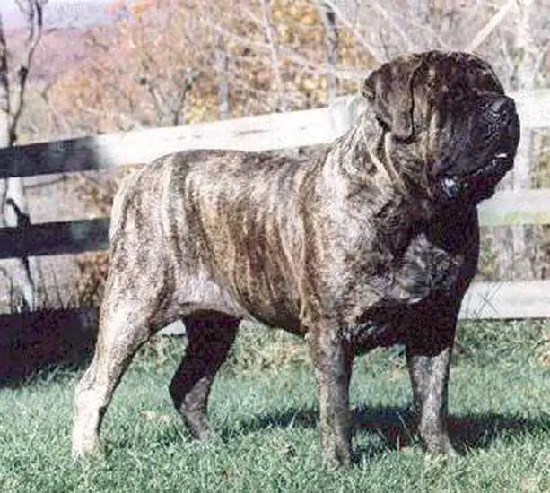 Mastiff
