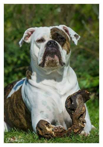 American Bulldog
