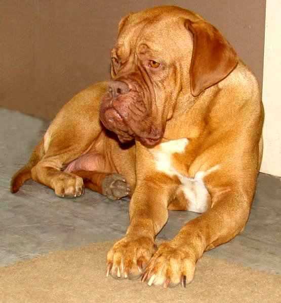 Dogue de Bordeaux