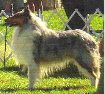 Rough Collie