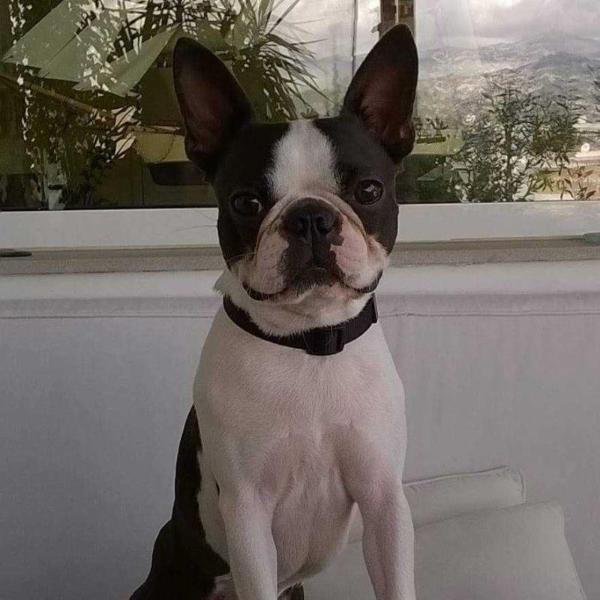 Boston Terrier