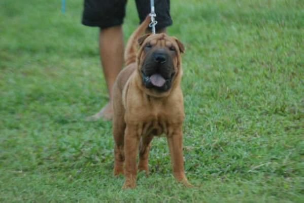 Shar-Pei