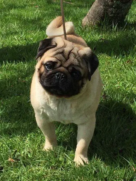 Pug