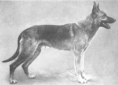German Shepherd Dog