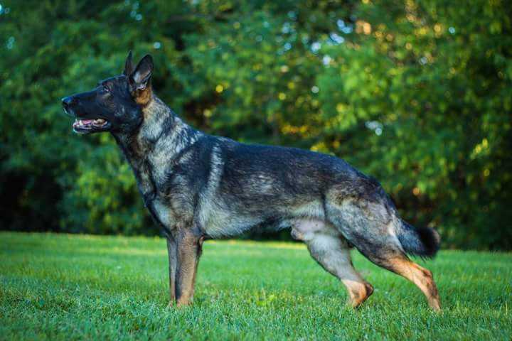 German Shepherd Dog