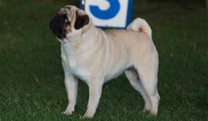 Pug