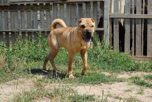 Shar-Pei