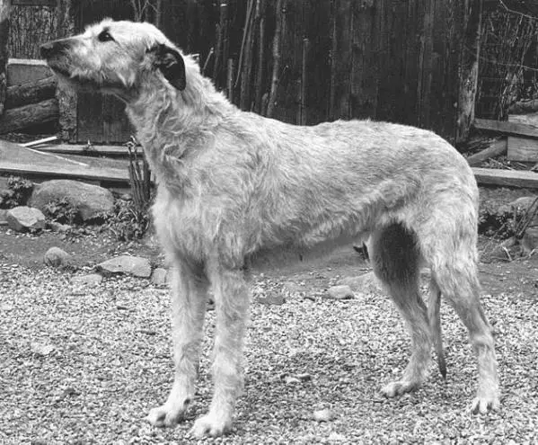 Irish Wolfhound