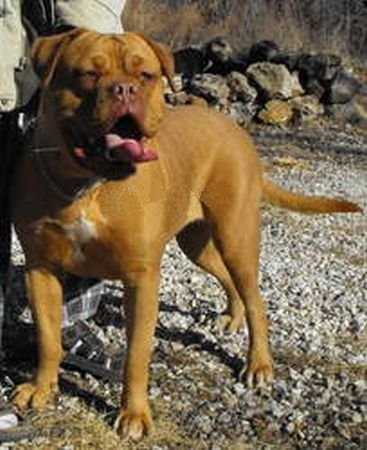 Dogue de Bordeaux