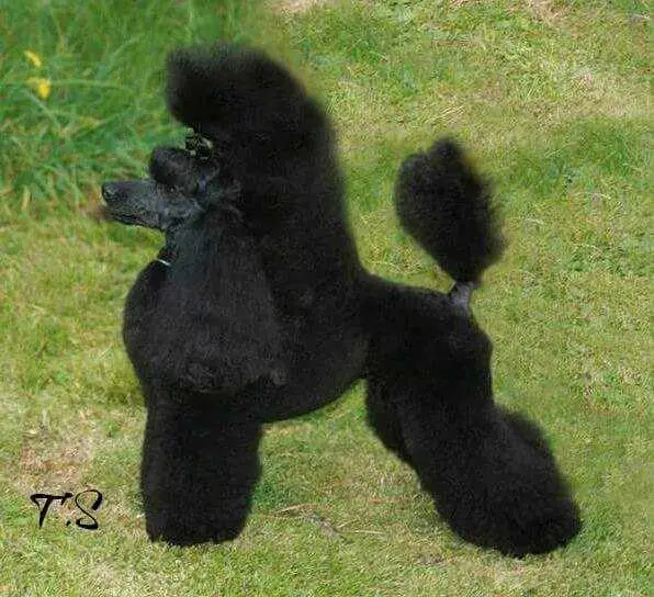 Poodle