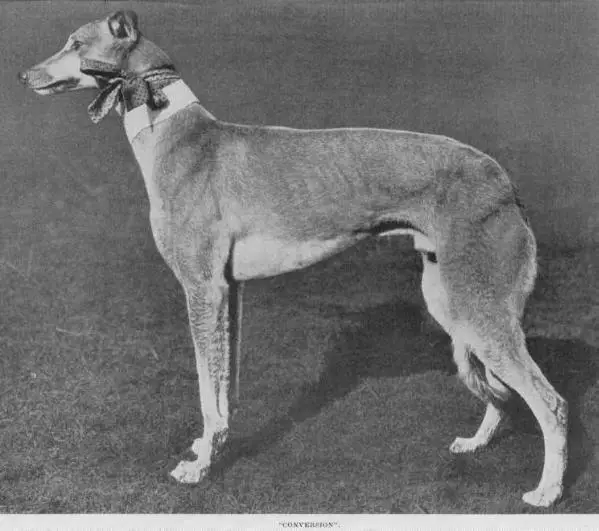 Greyhound