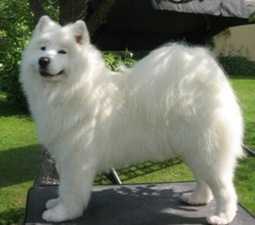 Samoyed