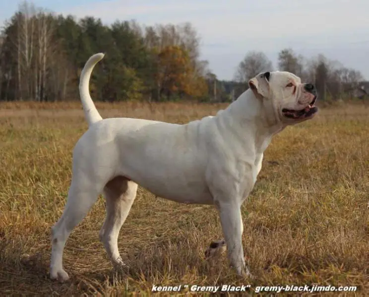 American Bulldog