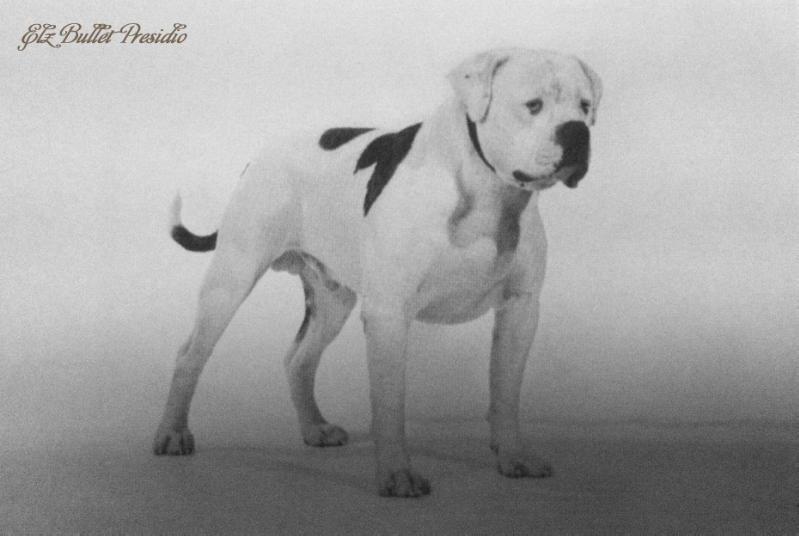 American Bulldog