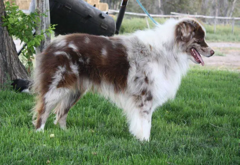 Australian Shepherd
