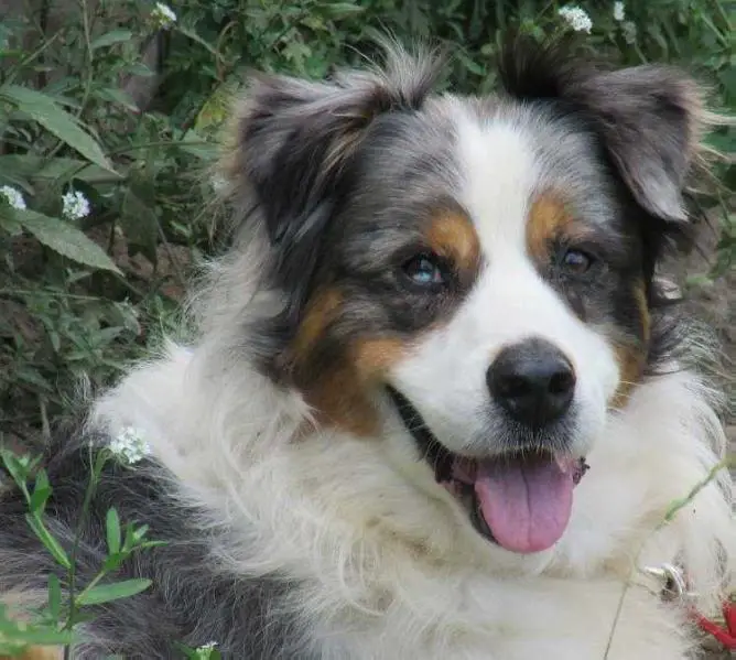Australian Shepherd
