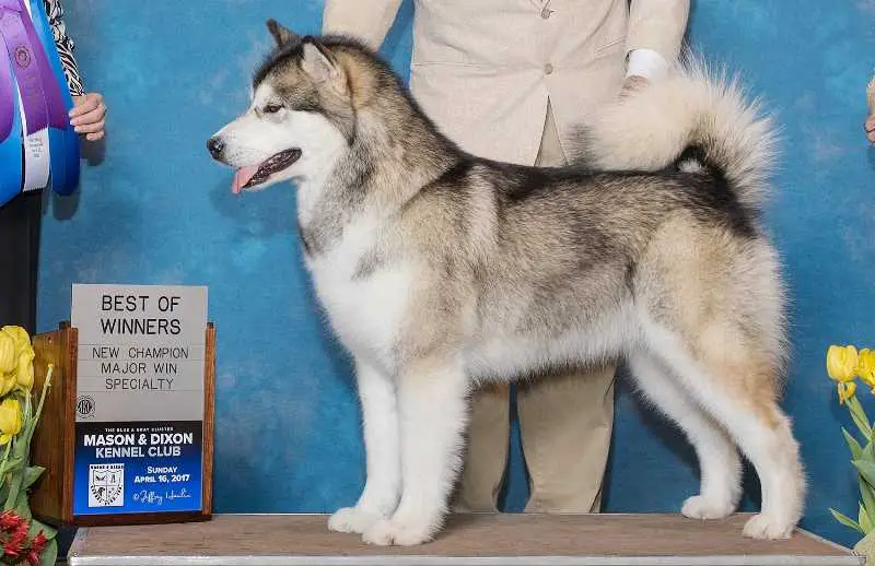 Alaskan Malamute