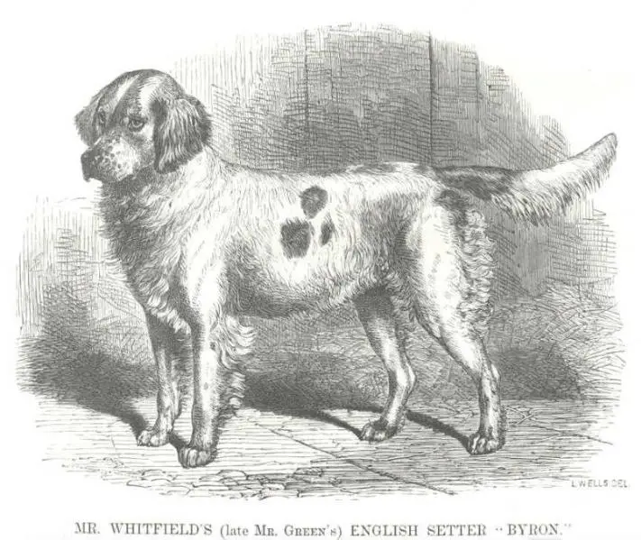 English Setter