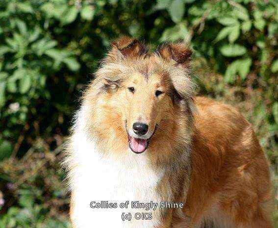 Rough Collie