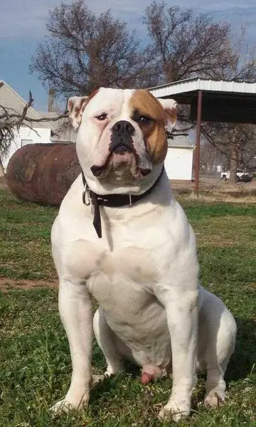 American Bulldog