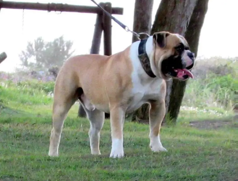 American Bulldog