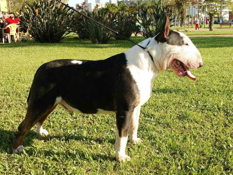 Bull Terrier