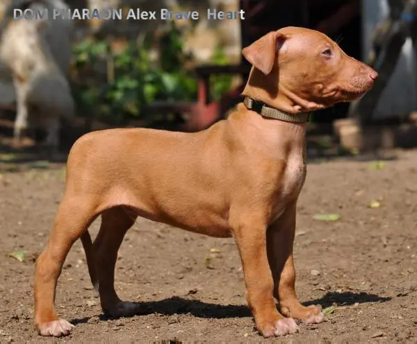 Pharaoh Hound