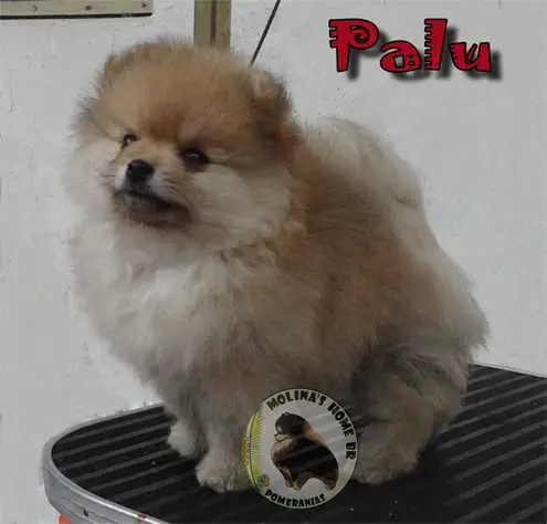 Pomeranian