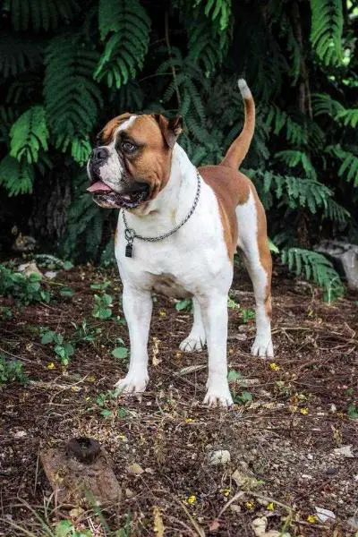 American Bulldog