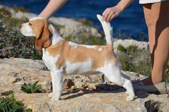 Beagle