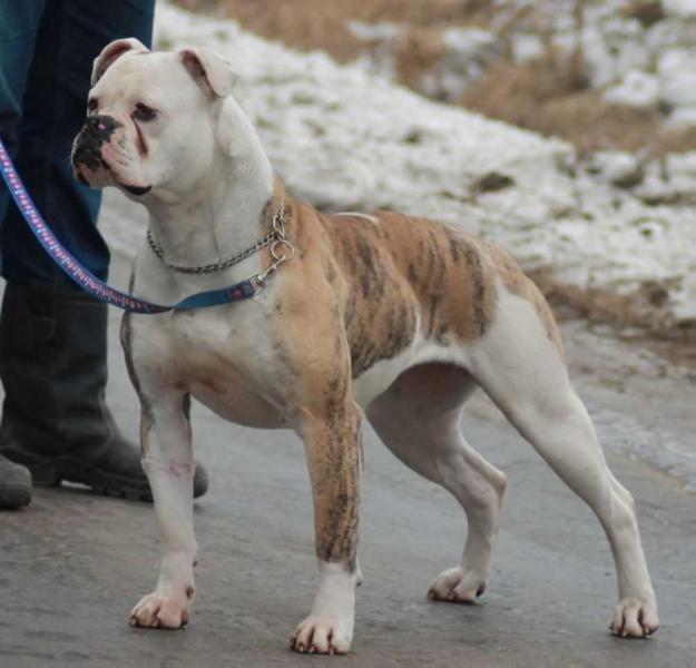 American Bulldog
