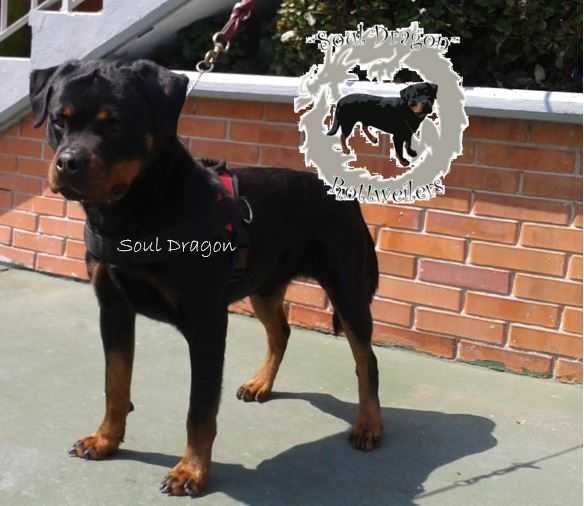 Rottweiler