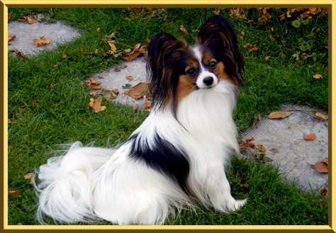 Papillon